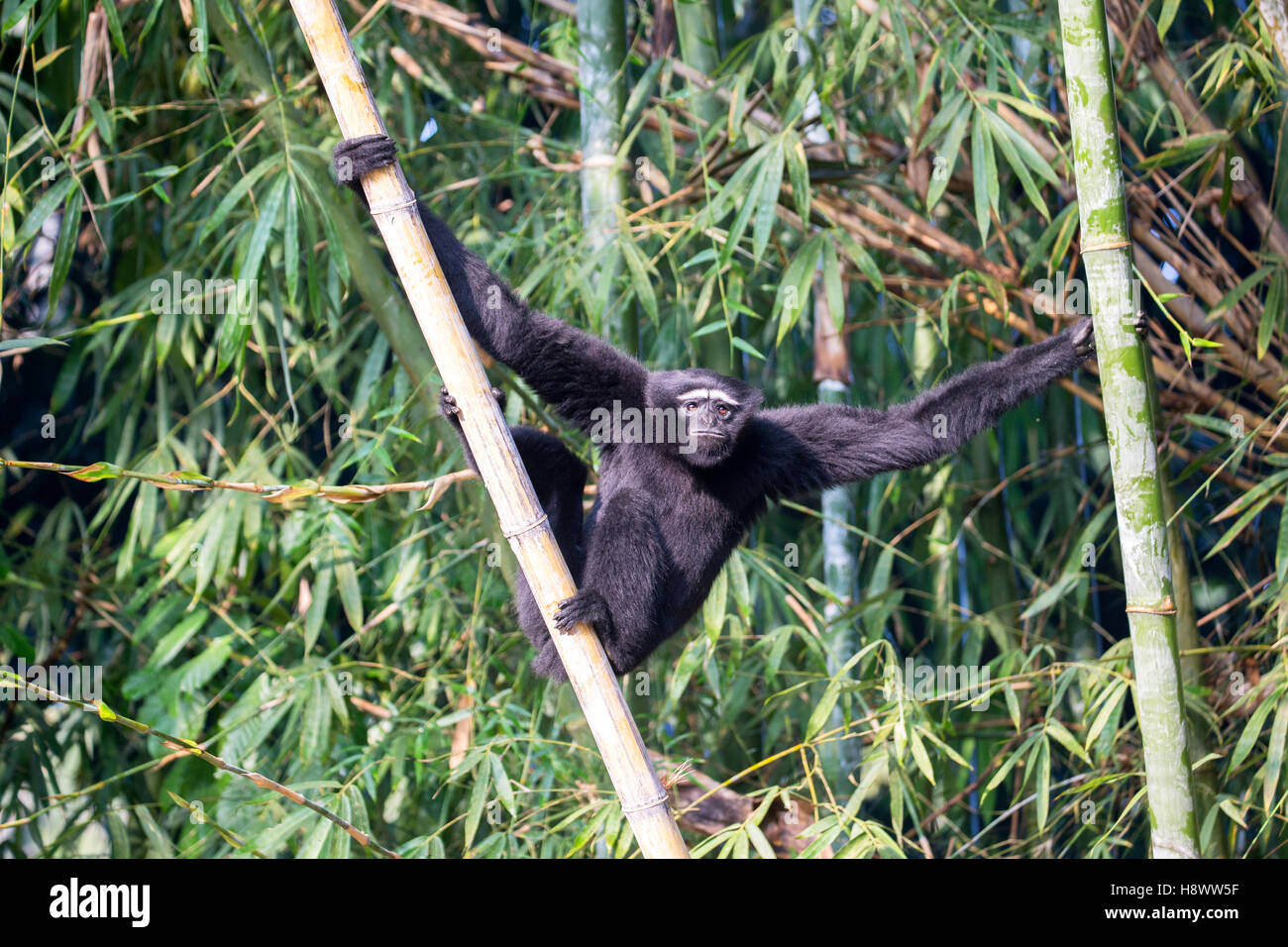 Western hoolock gibbon (Hoolock hoolock), male in bamboos, Gumti ...