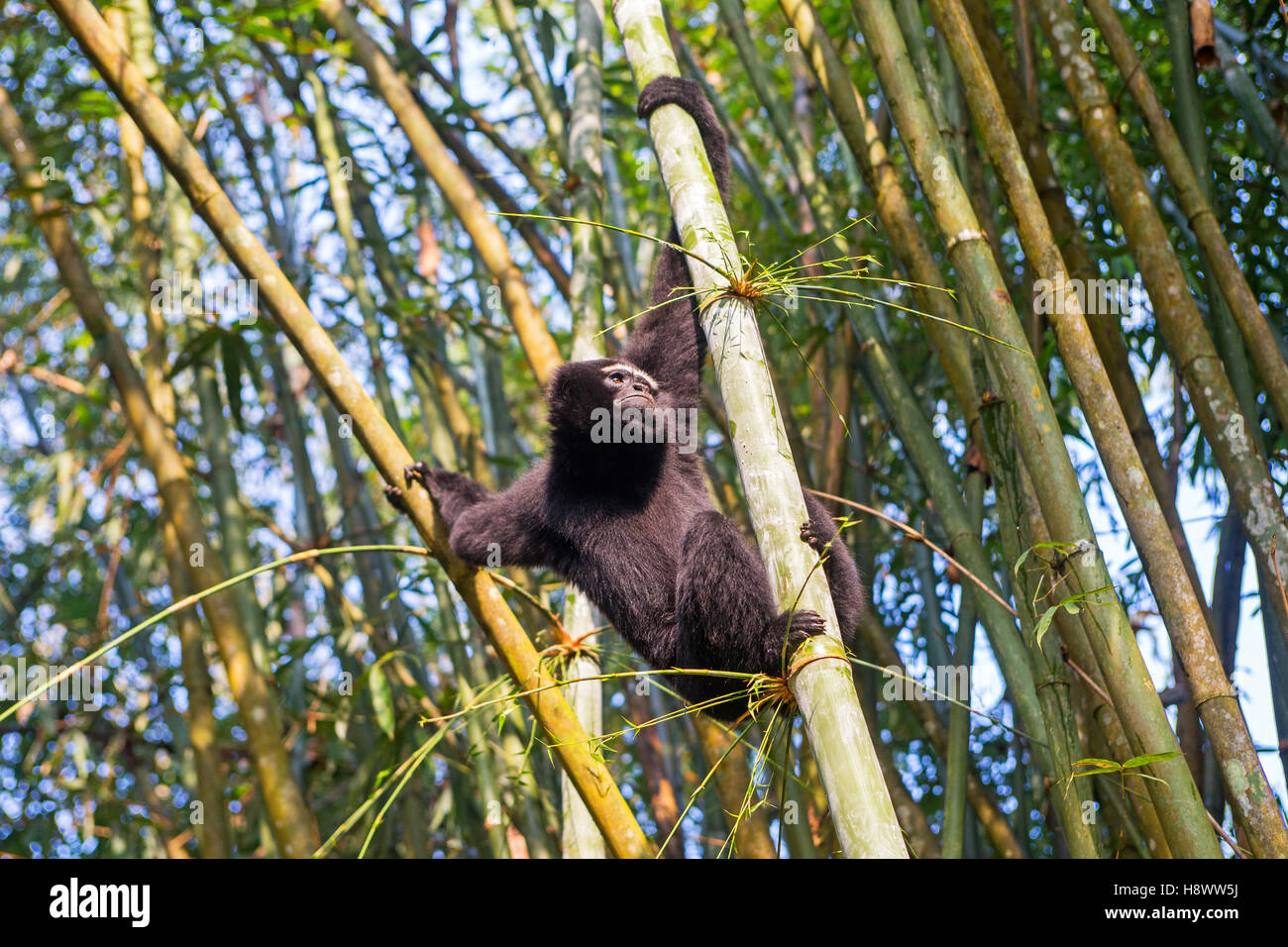 Western hoolock gibbon (Hoolock hoolock), male in bamboos, Gumti ...