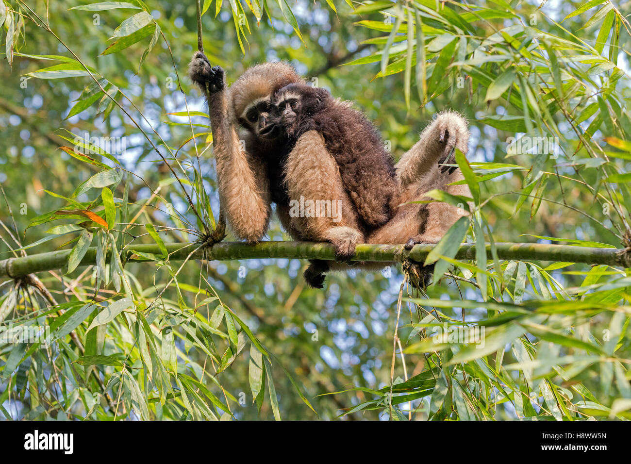 Western hoolock gibbon (Hoolock hoolock), female with young in bamboos ...