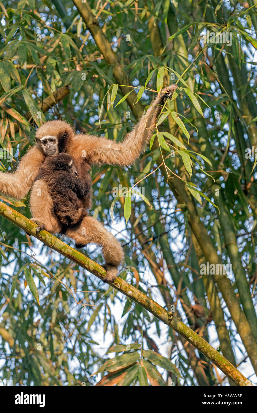 Western hoolock gibbon (Hoolock hoolock), female with young in bamboos ...