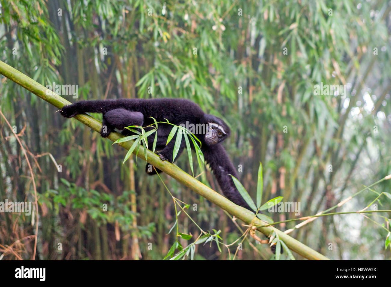 Western hoolock gibbon (Hoolock hoolock), male in bamboos, Gumti ...