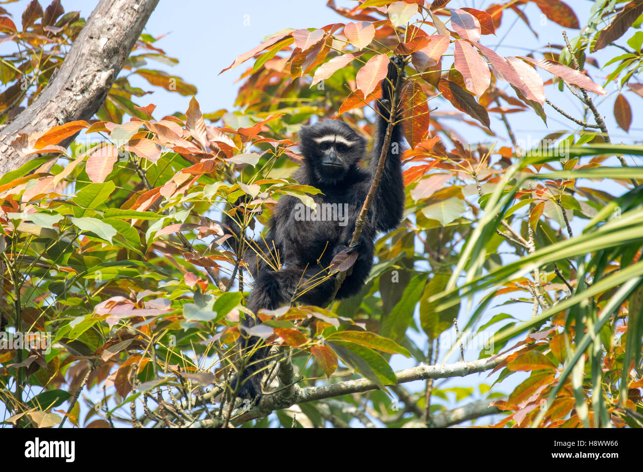 Western hoolock gibbon (Hoolock hoolock), male in a tree, Gumti ...