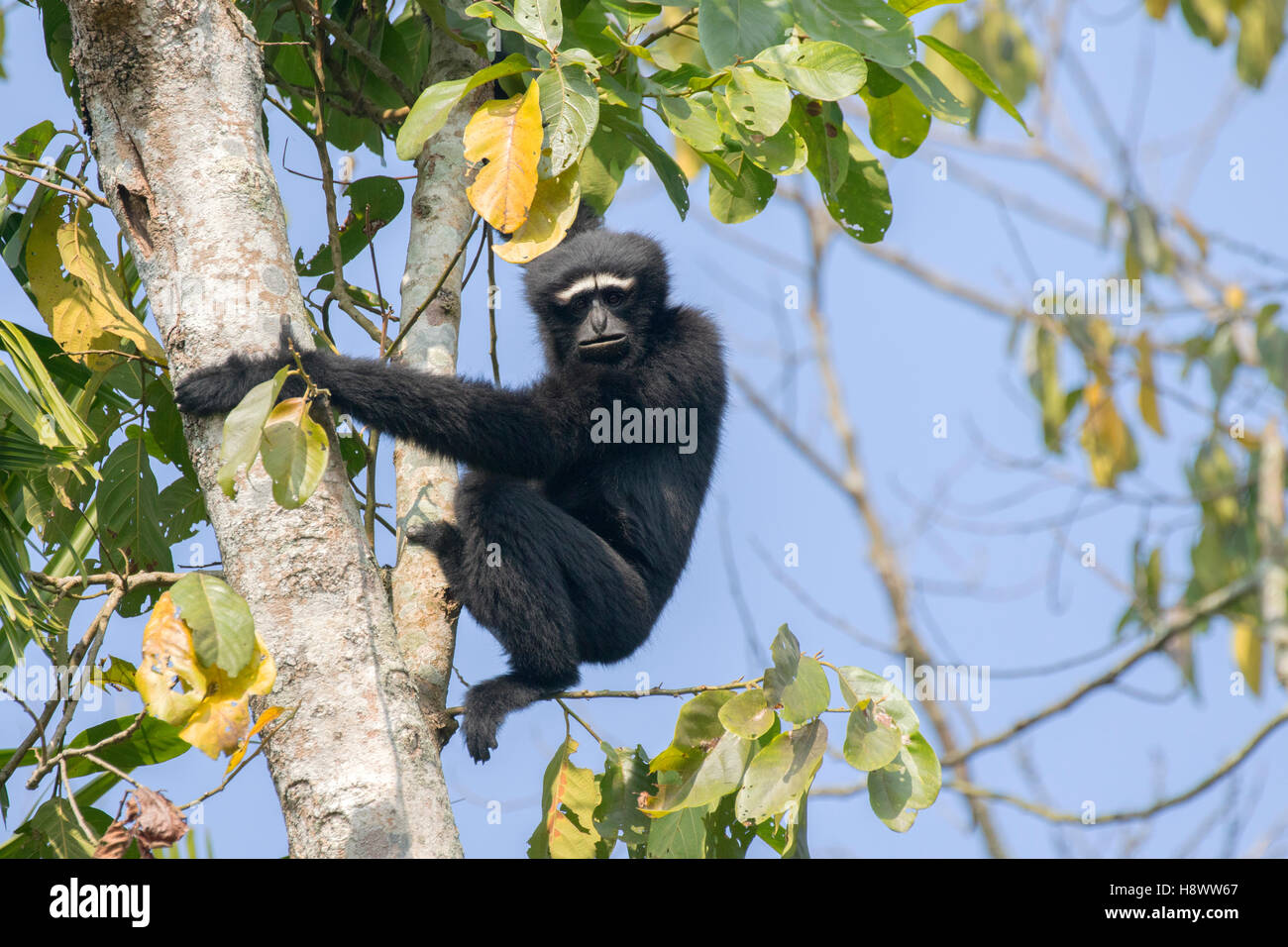 Western hoolock gibbon (Hoolock hoolock), male on a trunk, Gumti ...