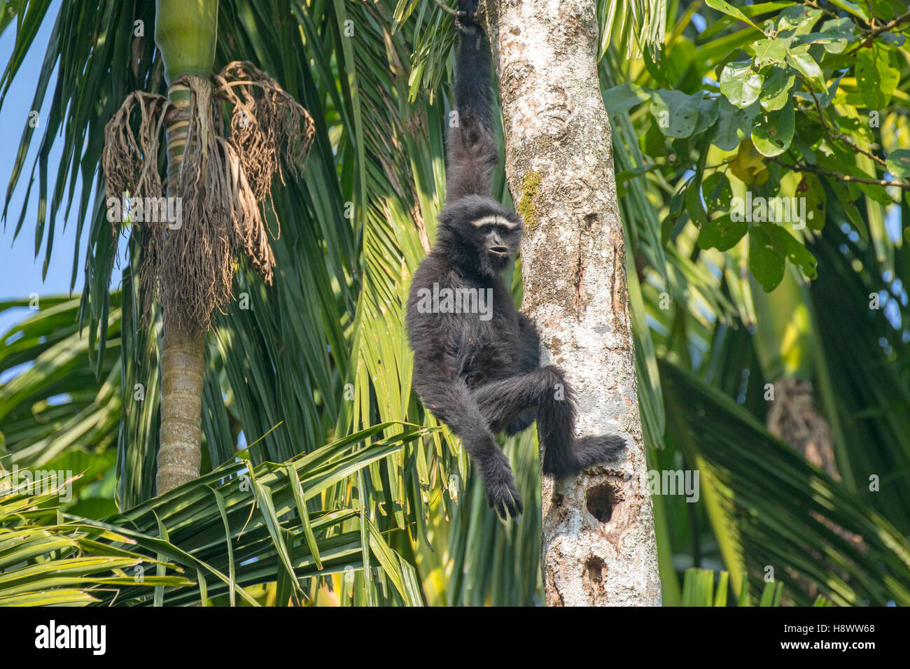 Western hoolock gibbon (Hoolock hoolock), male on a trunk, Gumti ...