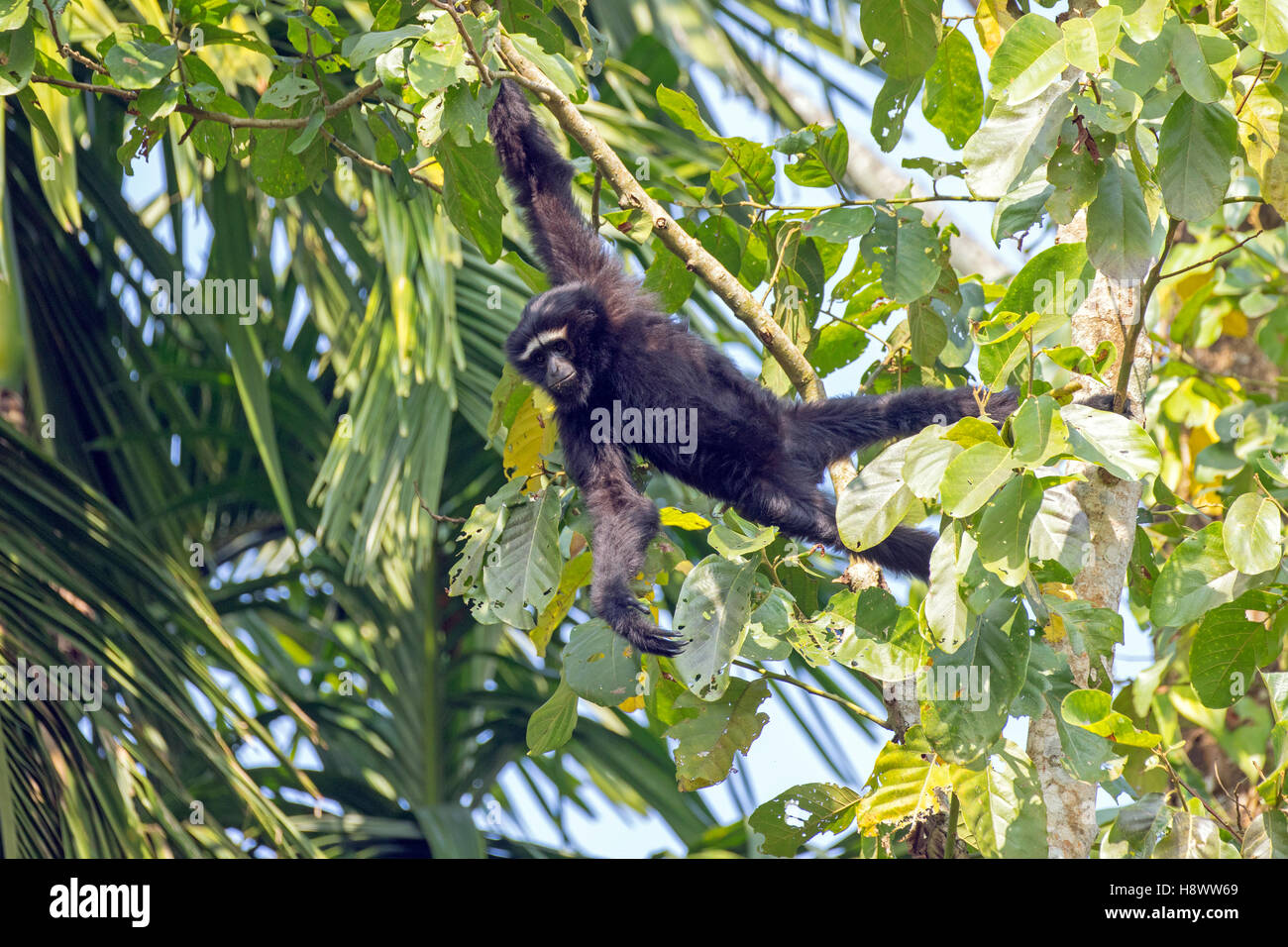 Western hoolock gibbon (Hoolock hoolock), male in a tree, Gumti ...