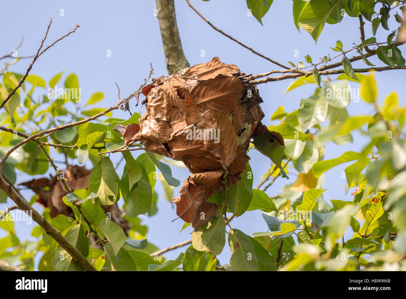 Leaves tized of ant nest in a tree, Tripura state, India Stock Photo ...
