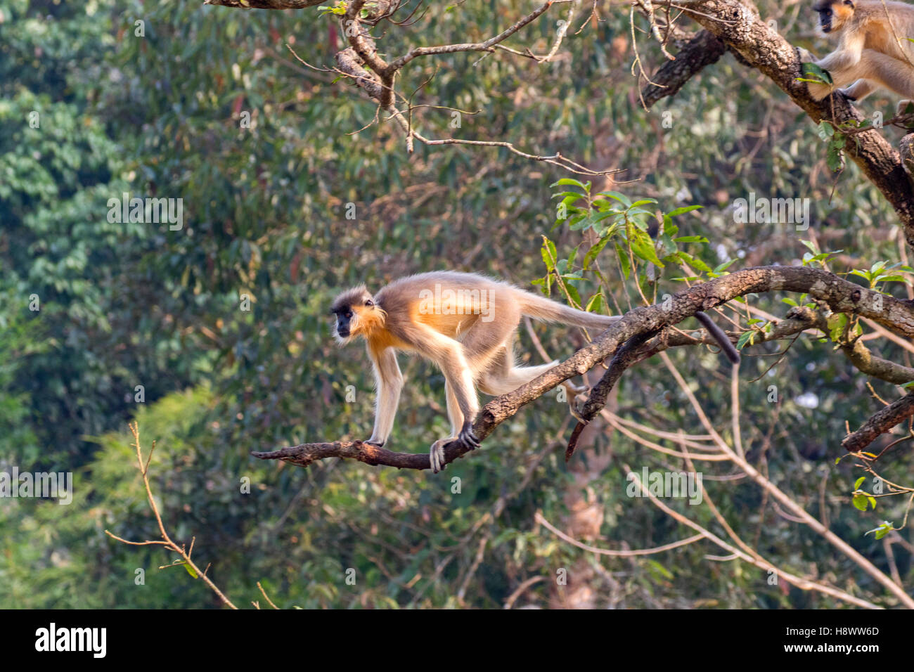 Capped langur (Trachypithecus pileatus) in a tree, Trishna wildlife ...