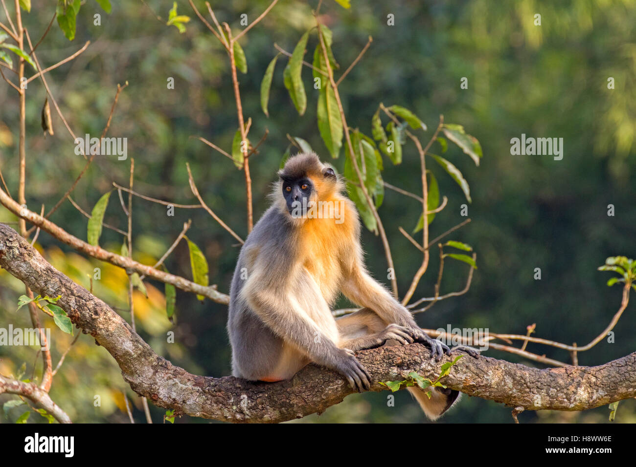 Capped langur (Trachypithecus pileatus) in a tree, Trishna wildlife ...