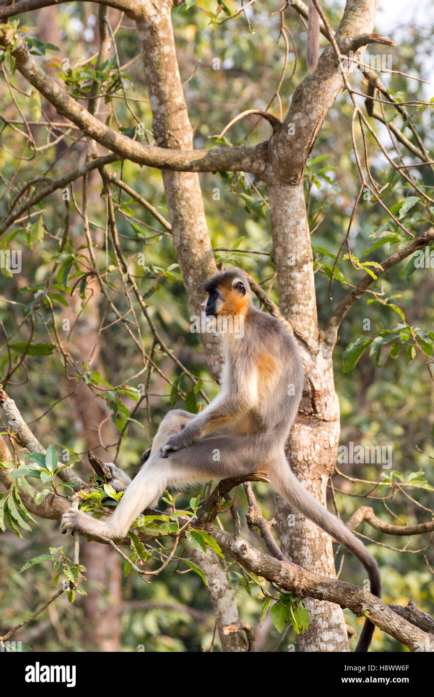 Capped langur (Trachypithecus pileatus) in a tree, Trishna wildlife ...