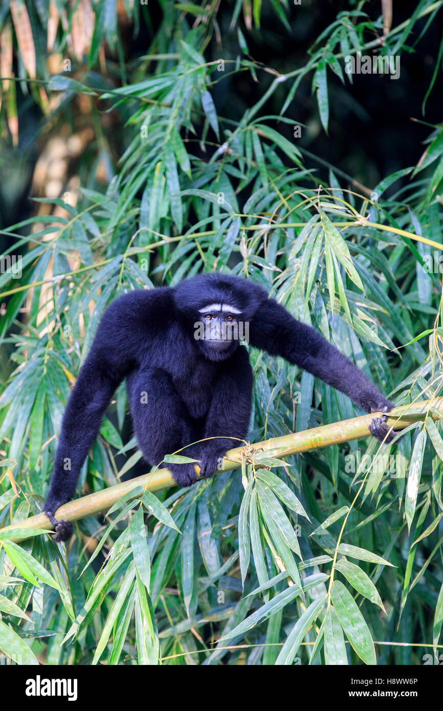 Western hoolock gibbon (Hoolock hoolock), male in bamboos, Gumti ...