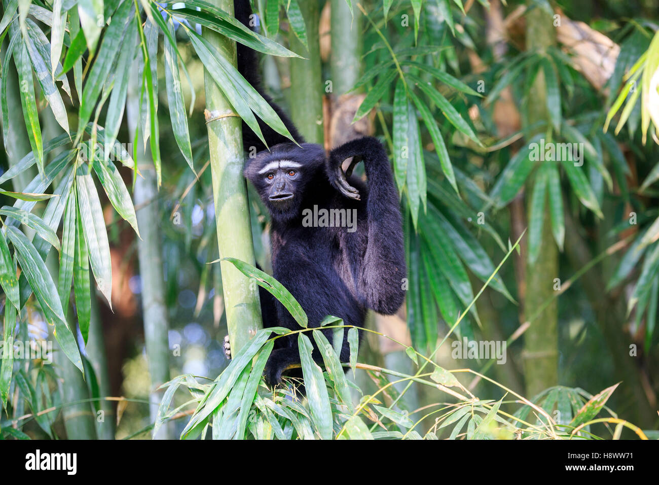 Western hoolock gibbon (Hoolock hoolock), male in bamboos, Gumti ...