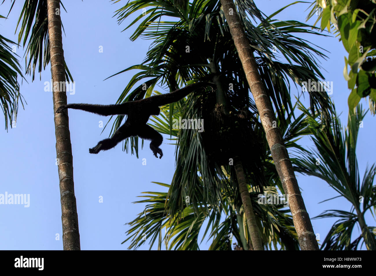 Western hoolock gibbon (Hoolock hoolock), male jumping from trunk to ...