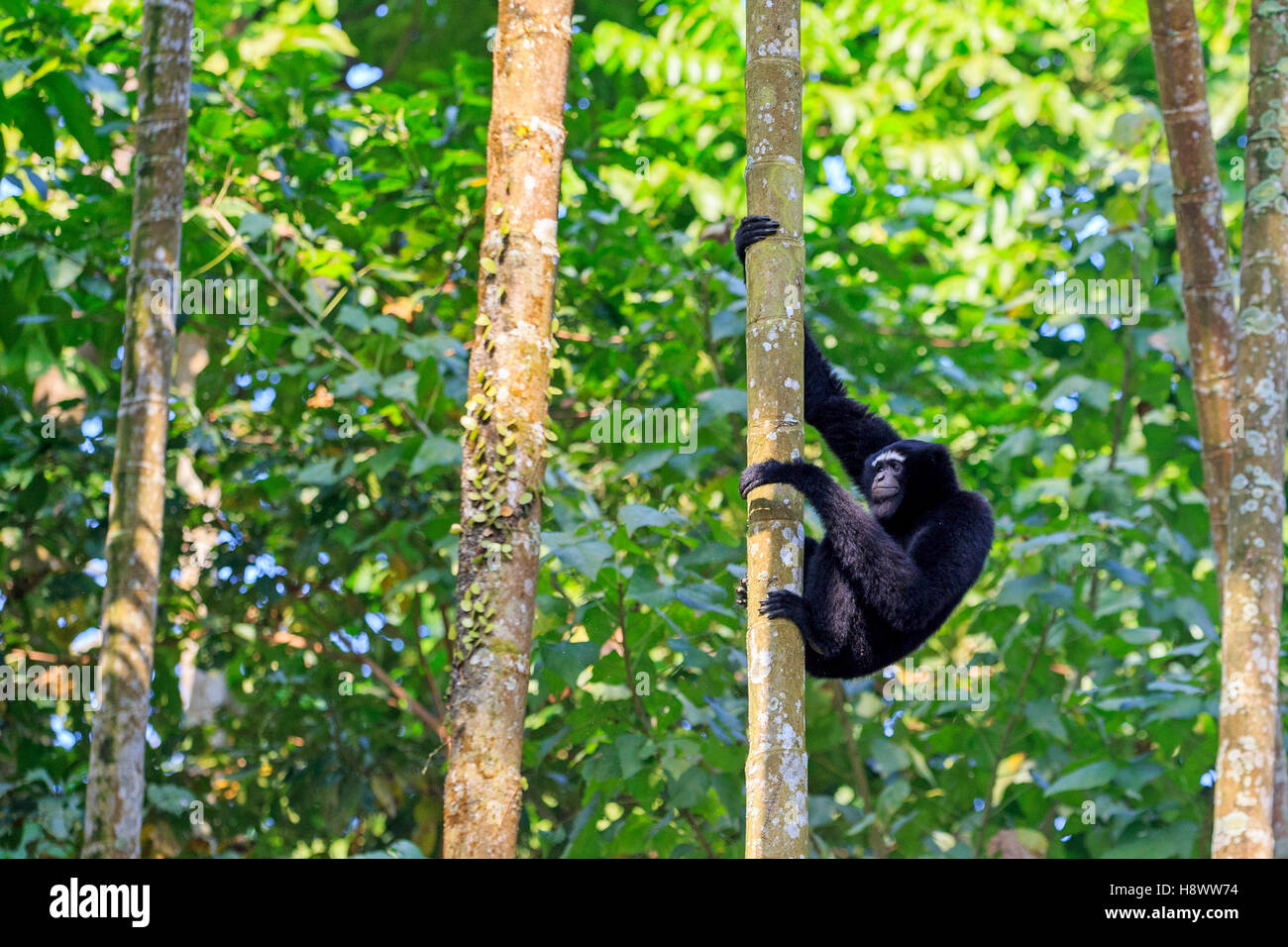 Western hoolock gibbon (Hoolock hoolock), male on a trunk, Gumti ...