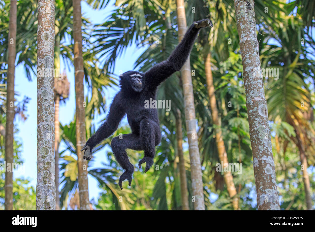 Western hoolock gibbon (Hoolock hoolock), male jumping from trunk to ...
