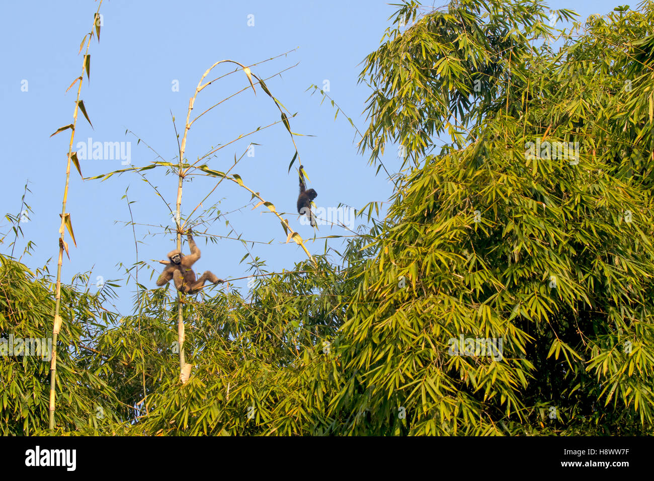 Western hoolock gibbon (Hoolock hoolock), female with young in bamboos ...