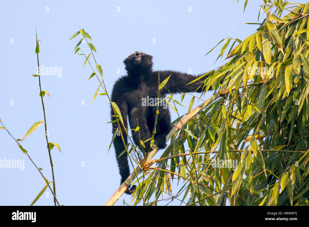 Western hoolock gibbon (Hoolock hoolock), male calling in bamboos ...