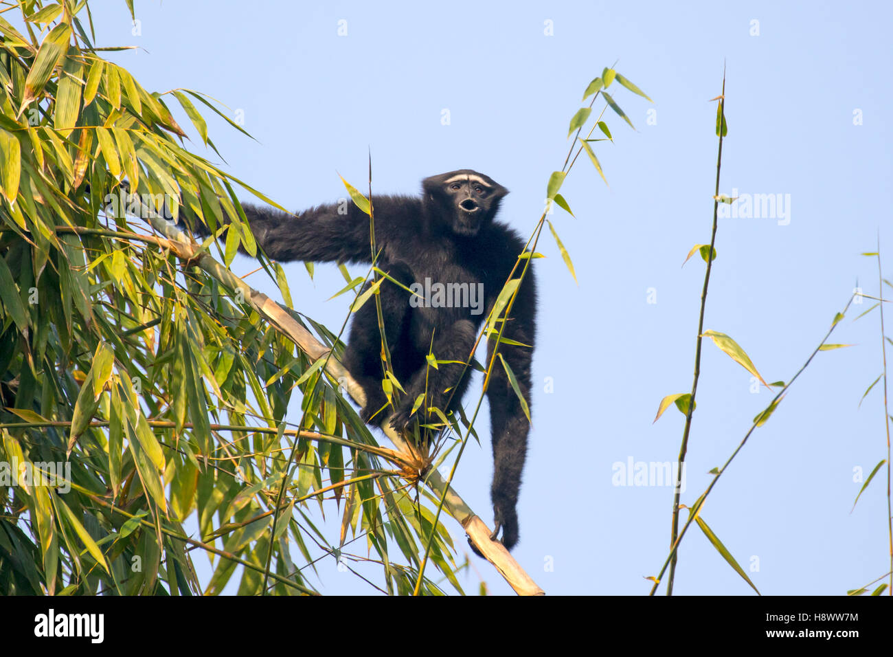 Western hoolock gibbon (Hoolock hoolock), male calling in bamboos ...