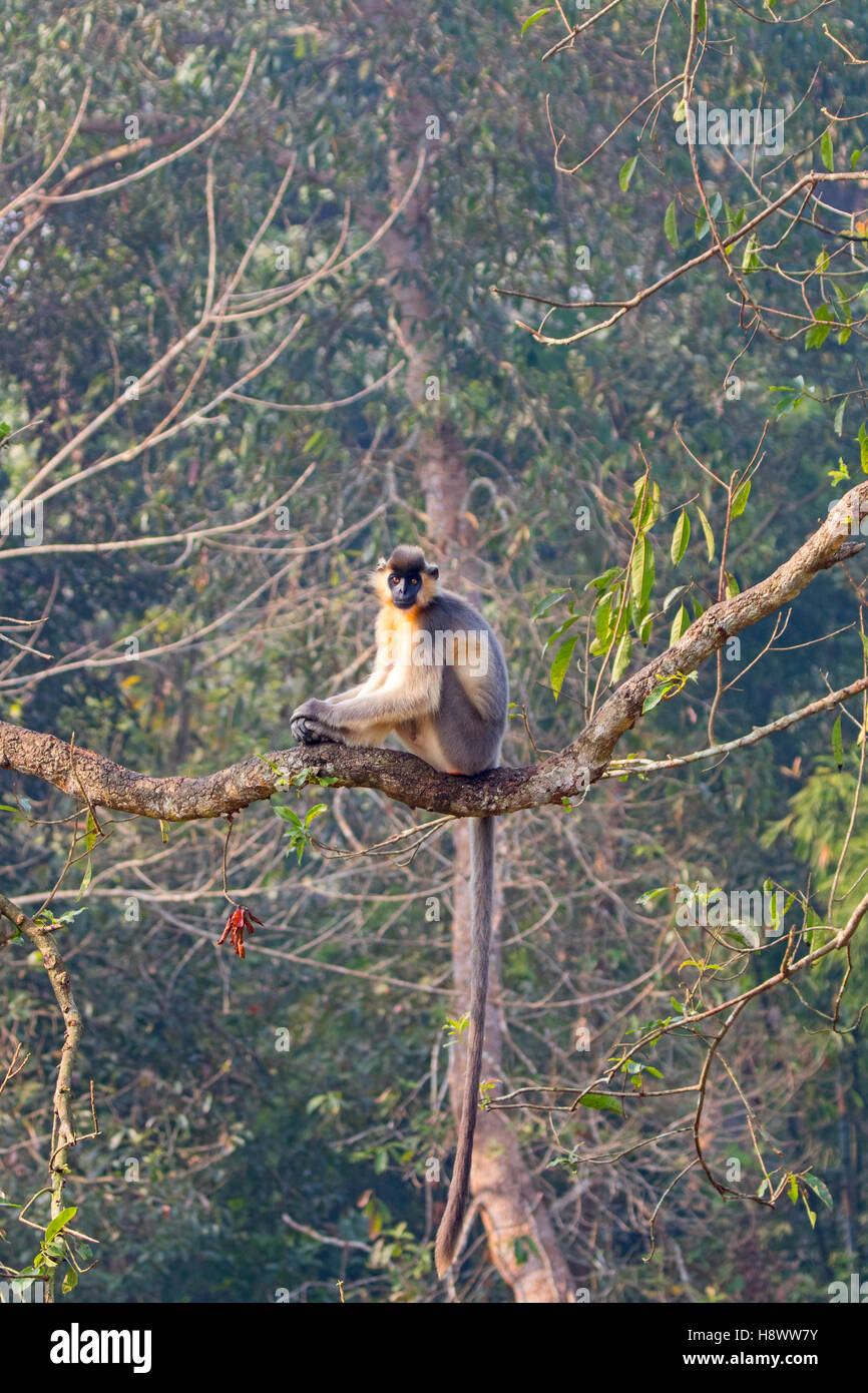 Capped langur (Trachypithecus pileatus) in a tree, Trishna wildlife ...