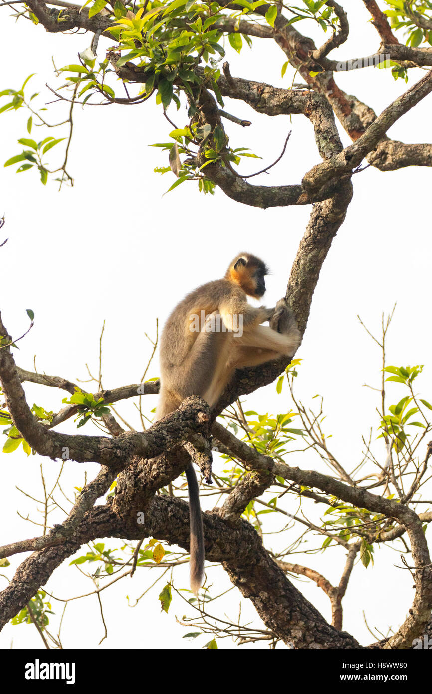 Capped langur (Trachypithecus pileatus) in a tree, Trishna wildlife ...