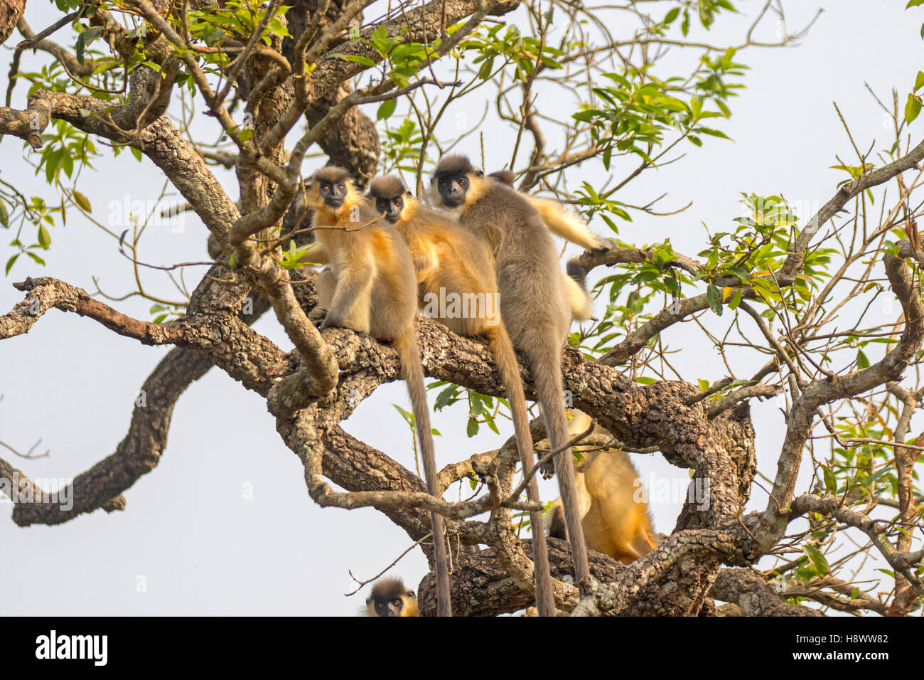 Capped langur (Trachypithecus pileatus)group in a tree, Trishna ...