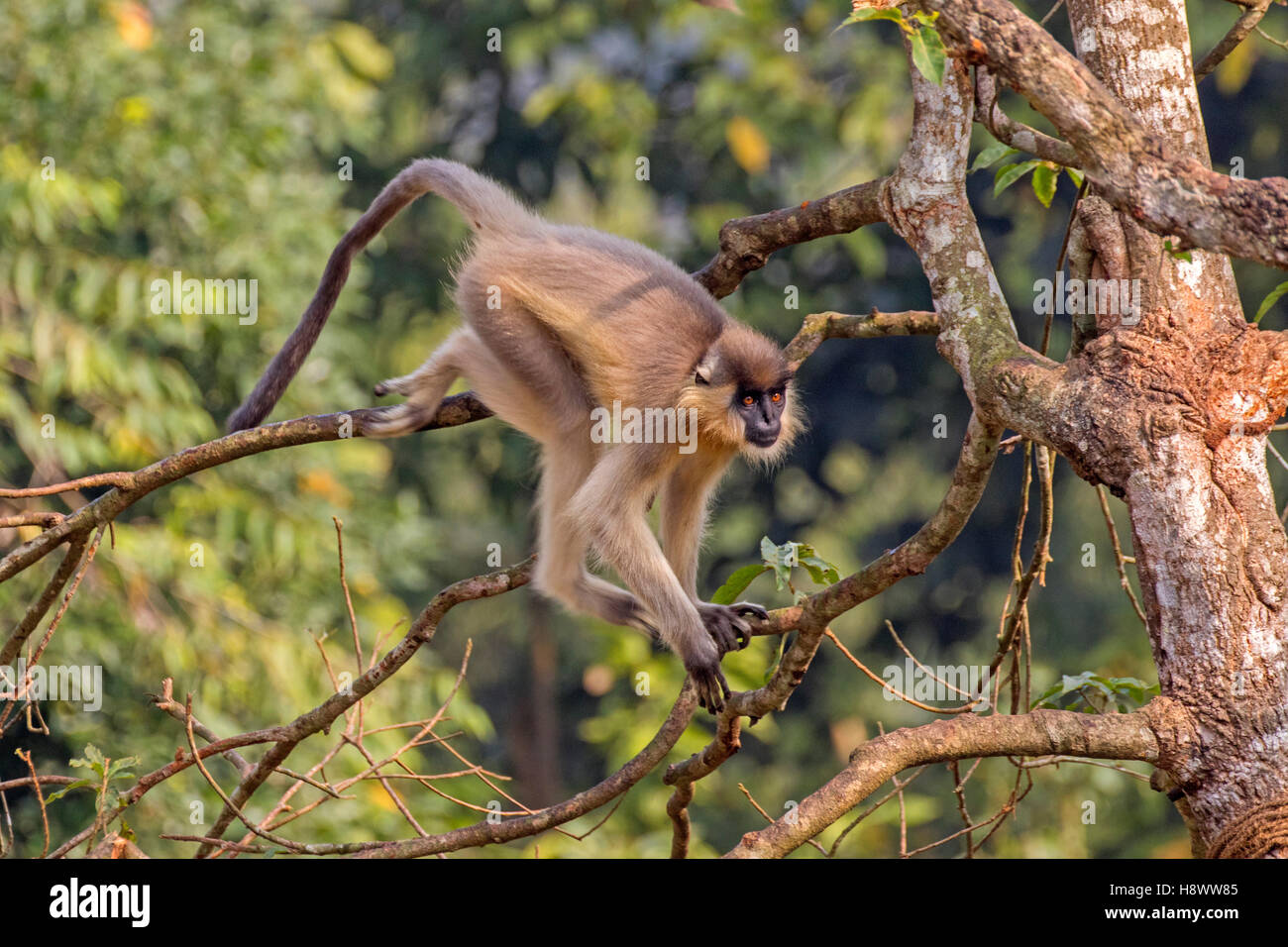 Capped langur (Trachypithecus pileatus) in a tree, Trishna wildlife ...