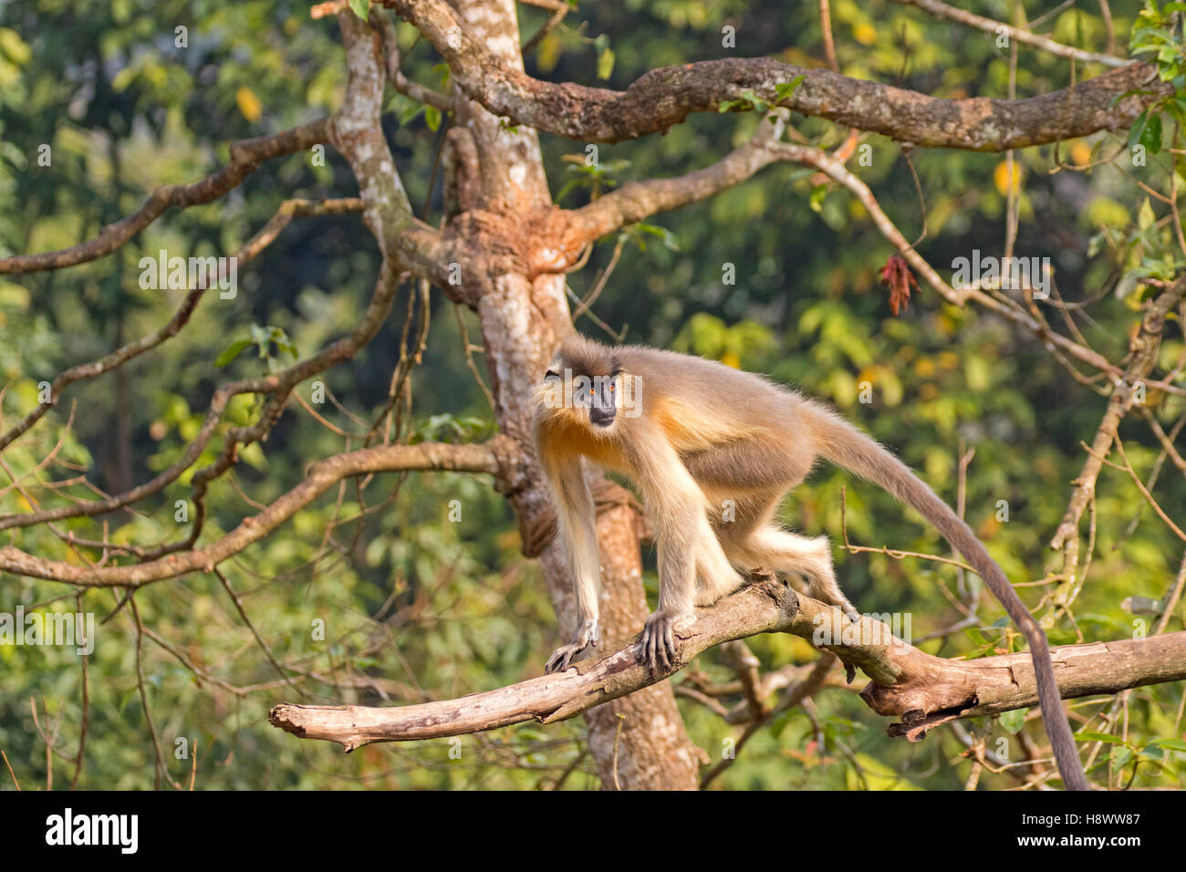 Capped langur (Trachypithecus pileatus) in a tree, Trishna wildlife ...