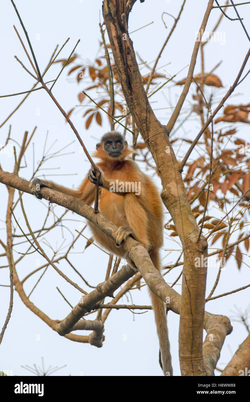 Capped langur (Trachypithecus pileatus) in a tree, Trishna wildlife ...