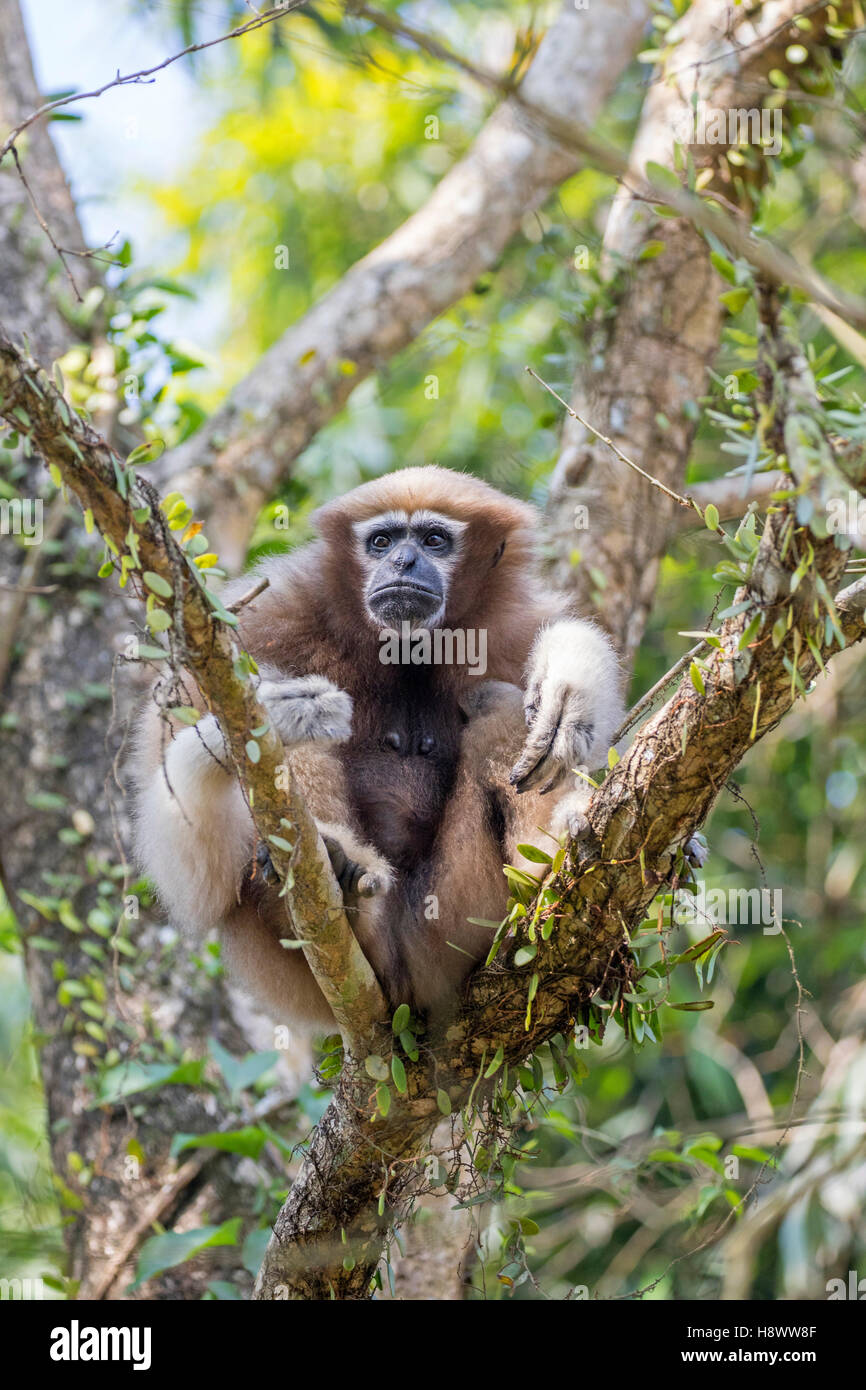 Western hoolock gibbon (Hoolock hoolock), female in a tree, Gumti ...