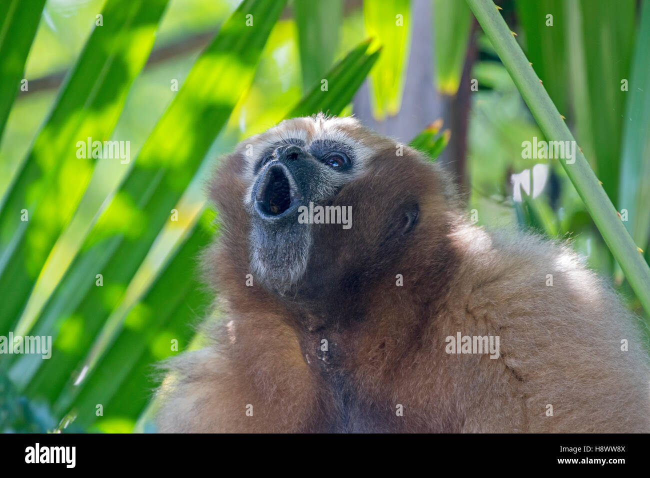 Portrait of Western hoolock gibbon (Hoolock hoolock), female screaming ...