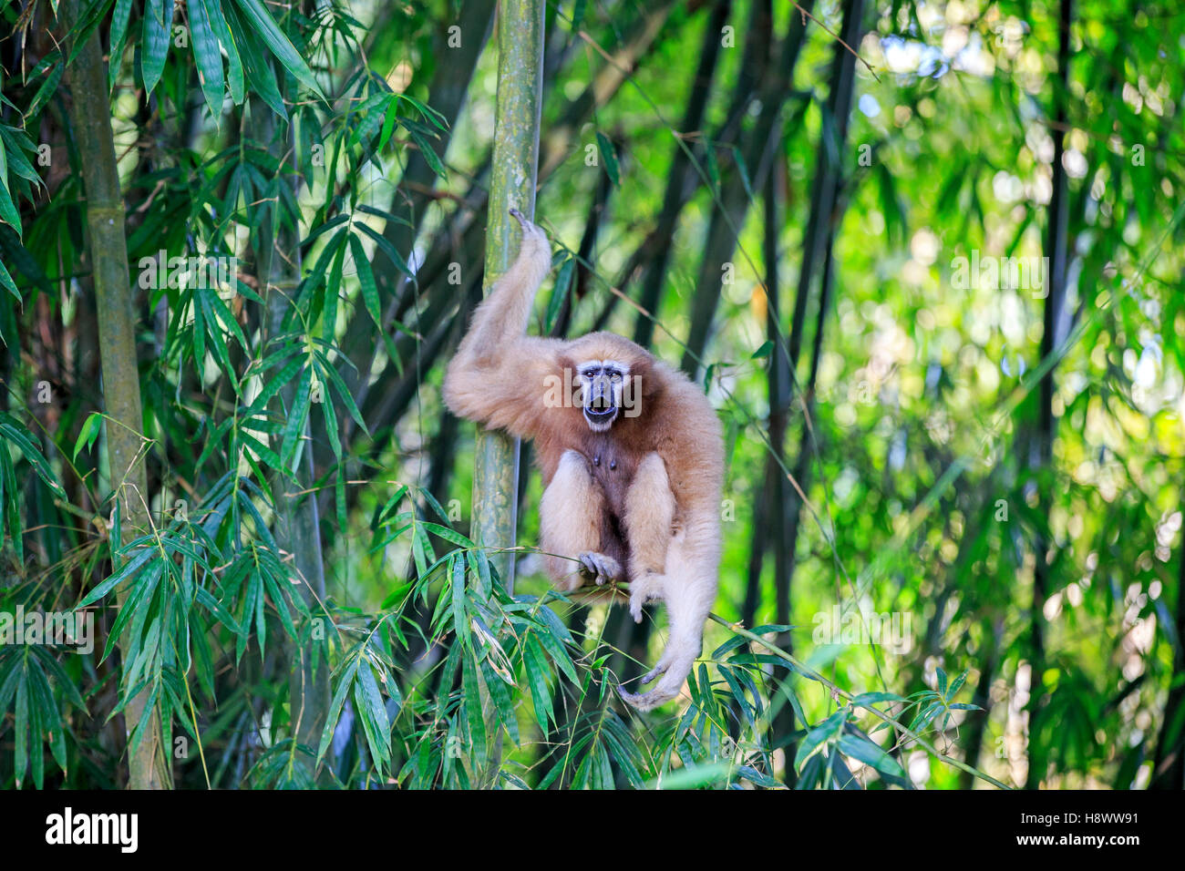 Western hoolock gibbon (Hoolock hoolock), female screaming in bamboo ...
