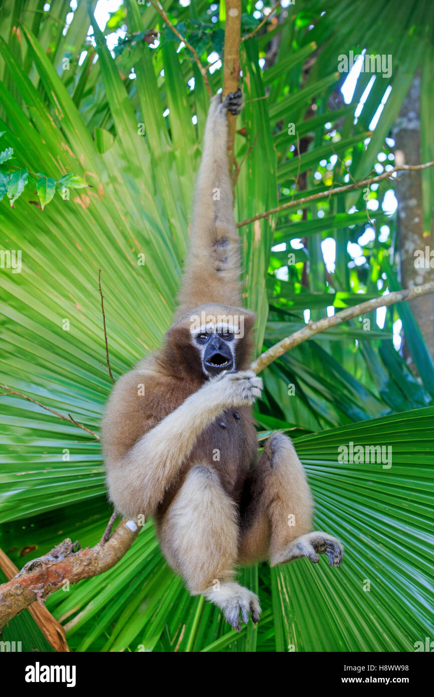 Western hoolock gibbon (Hoolock hoolock), female under palm, Gumti wildlife sanctuary, Tripura ...