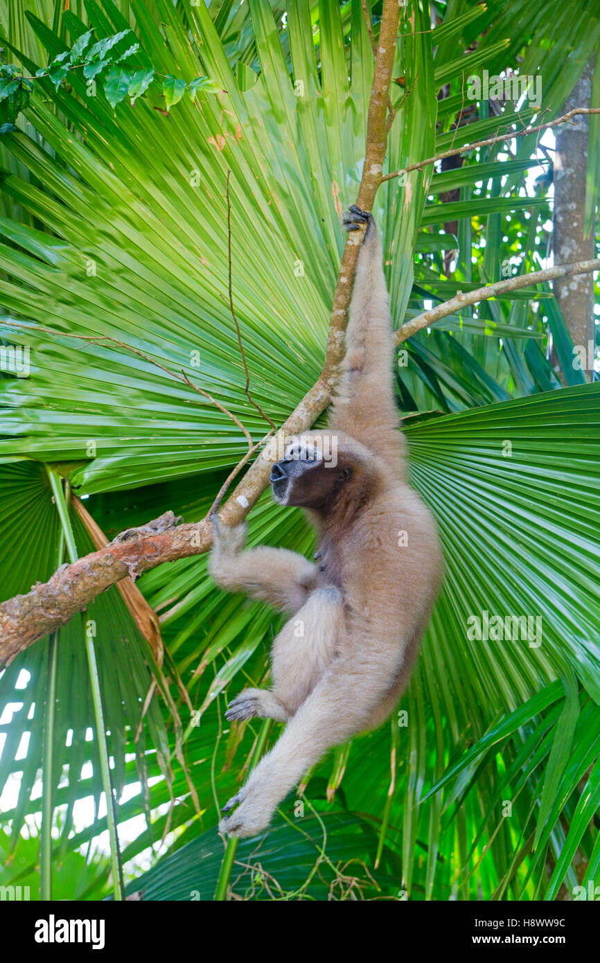 Western hoolock gibbon (Hoolock hoolock), female screaming under palm ...