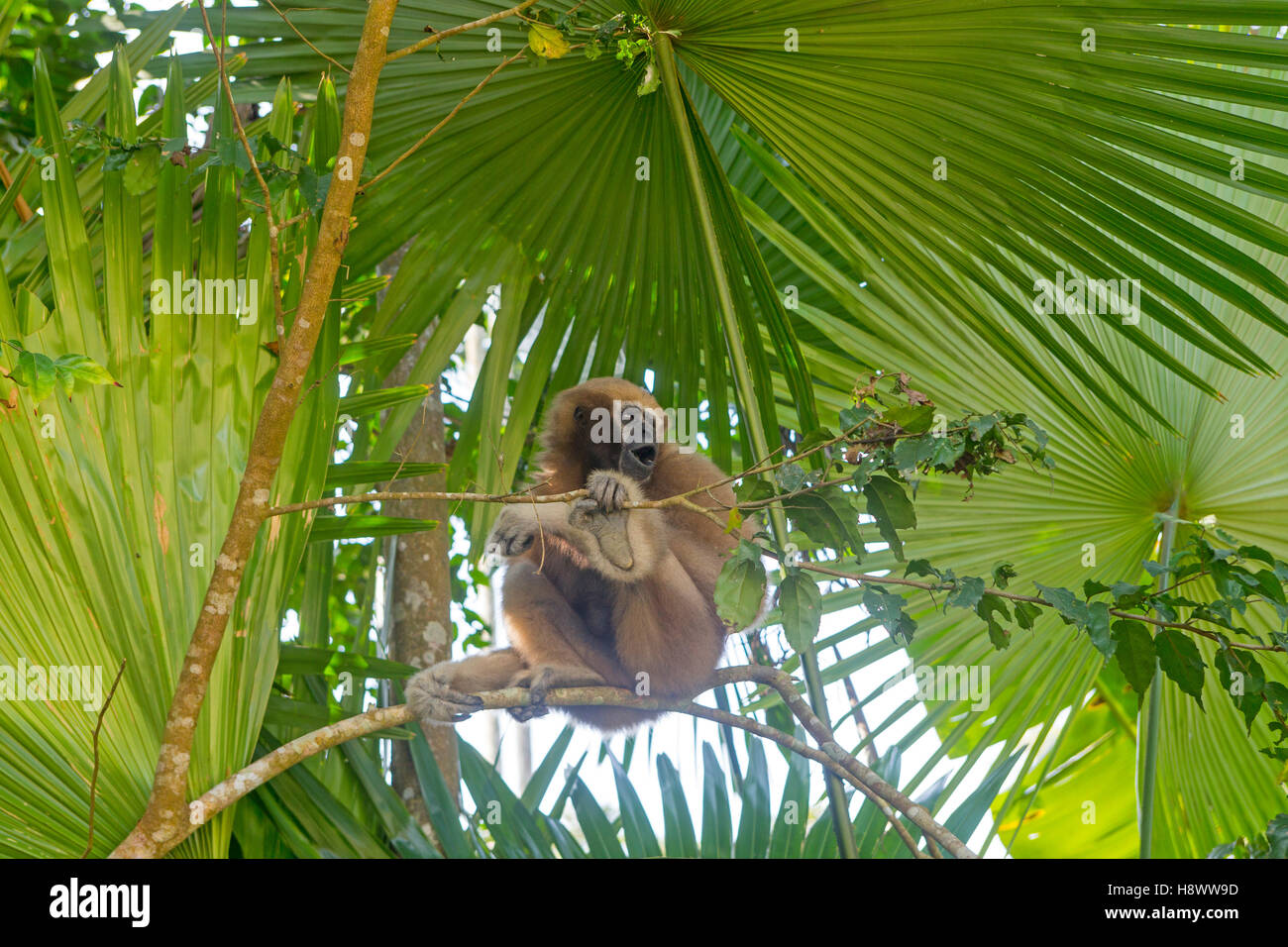 Western hoolock gibbon (Hoolock hoolock), female under palm, Gumti ...