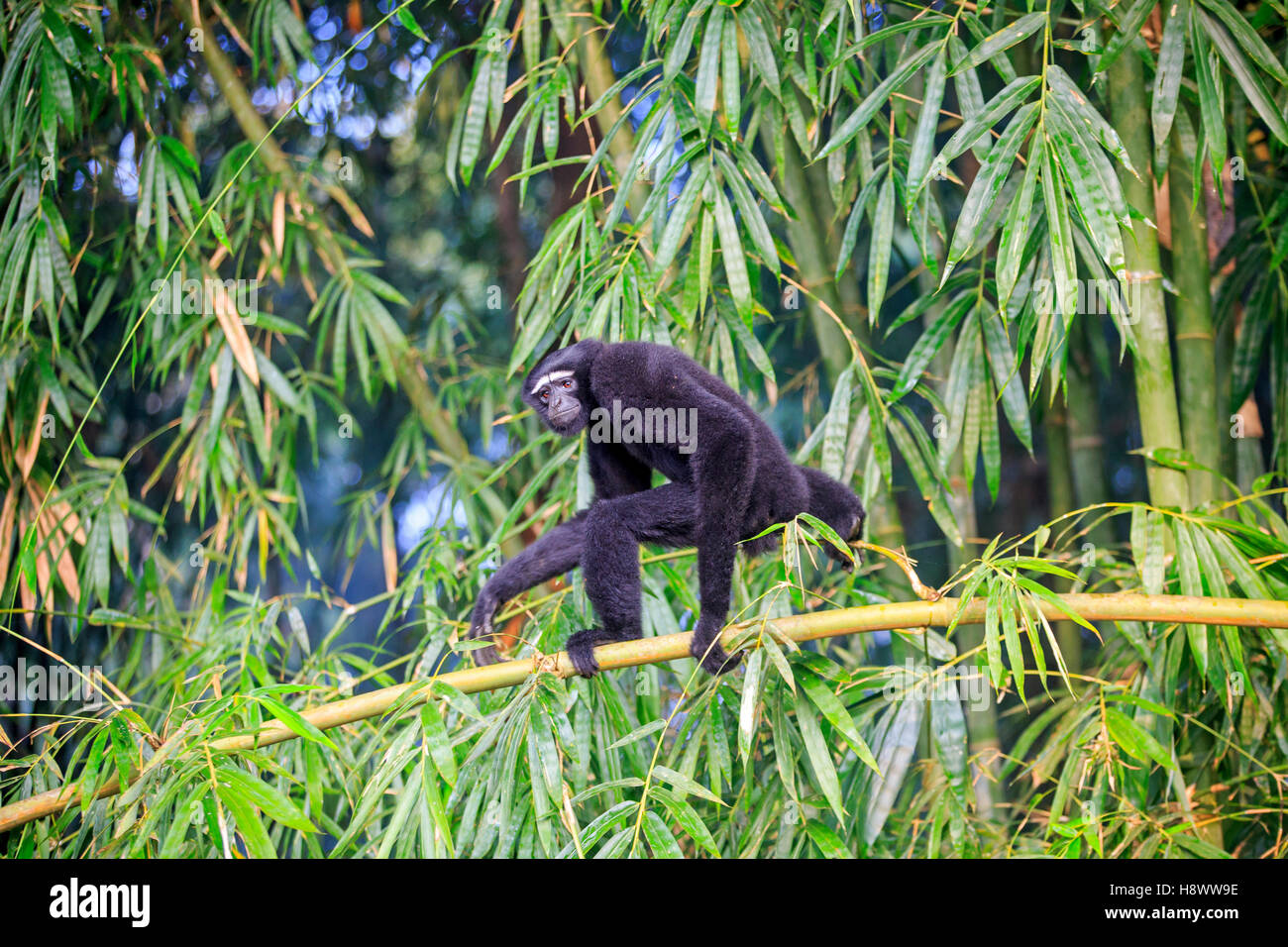 Western hoolock gibbon (Hoolock hoolock), male on bamboo, Gumti ...