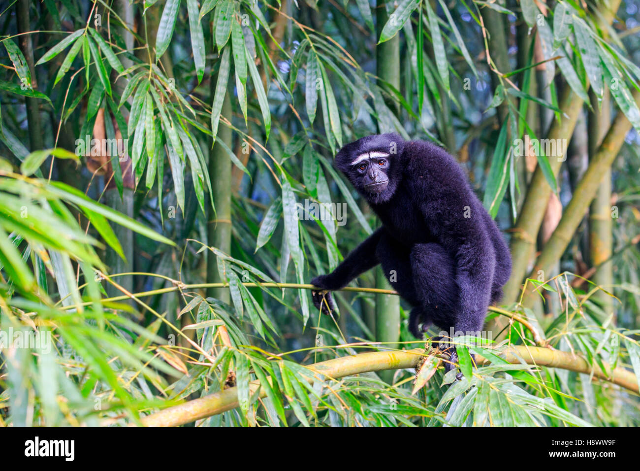 Western hoolock gibbon (Hoolock hoolock), male on bamboo, Gumti ...
