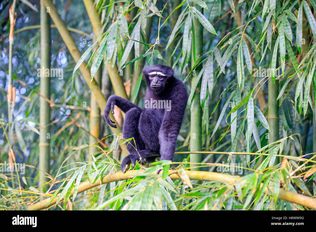 Western hoolock gibbon (Hoolock hoolock), male on bamboo, Gumti ...