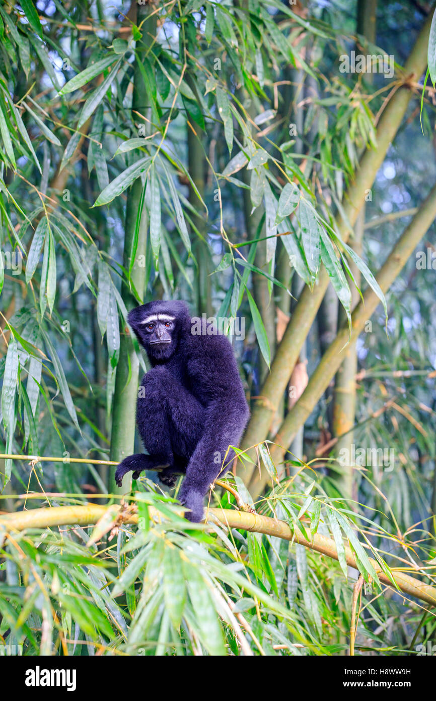 Western hoolock gibbon (Hoolock hoolock), male on bamboo, Gumti ...