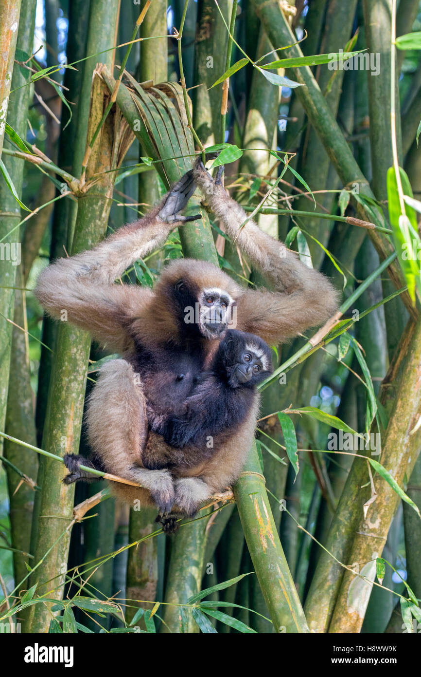 Western hoolock gibbon (Hoolock hoolock), female with young, Gumti ...