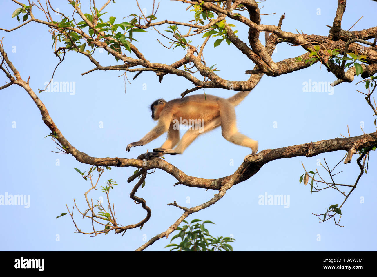 Capped langur (Trachypithecus pileatus) in a tree, Trishna wildlife ...