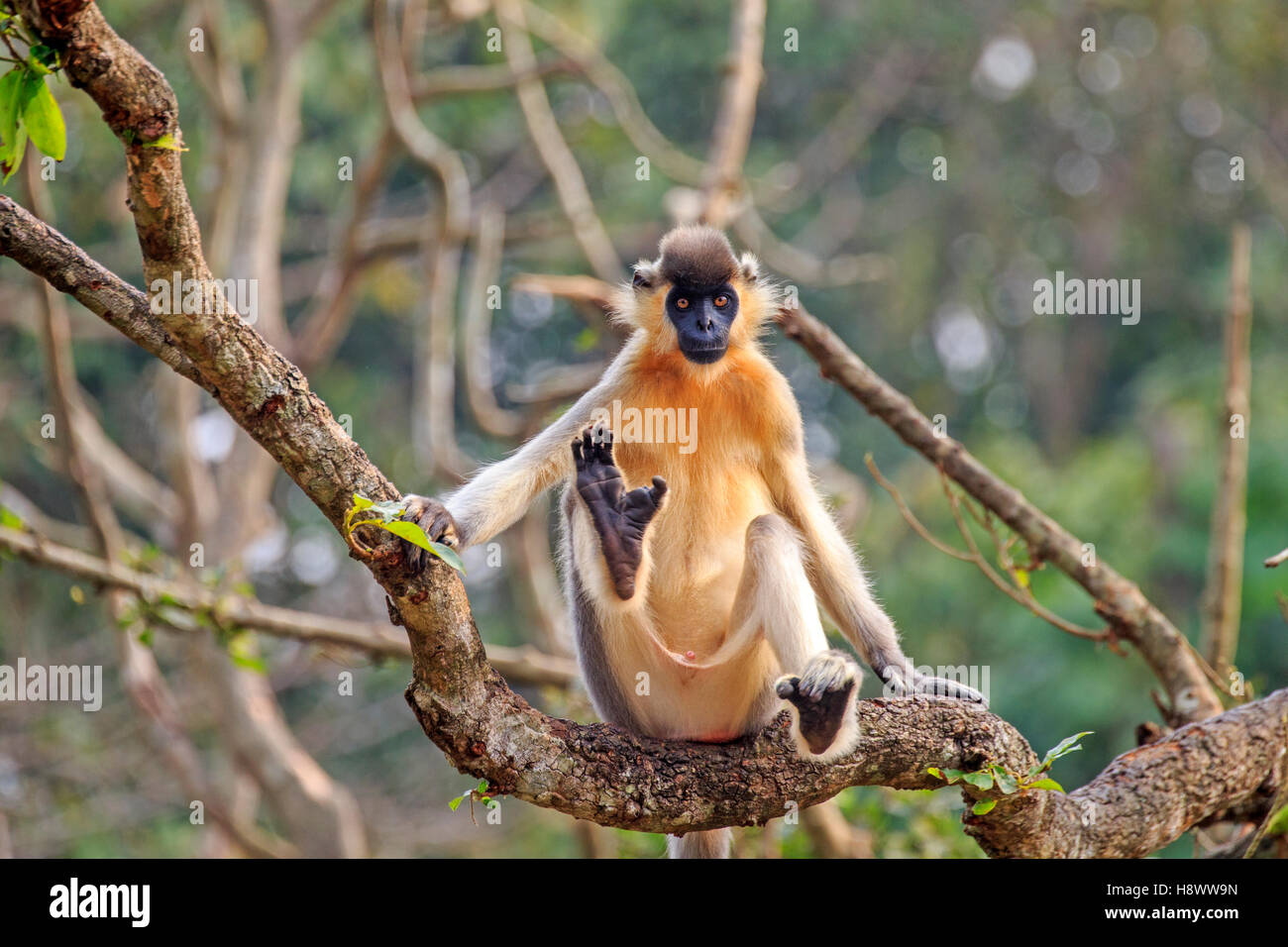Capped langur (Trachypithecus pileatus) in a tree, Trishna wildlife ...