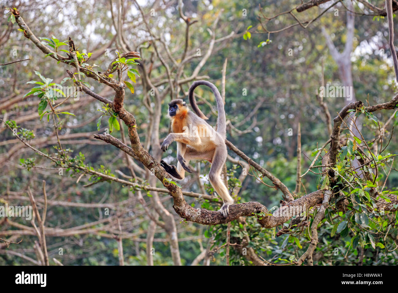 Capped langur (Trachypithecus pileatus) in a tree, Trishna wildlife ...