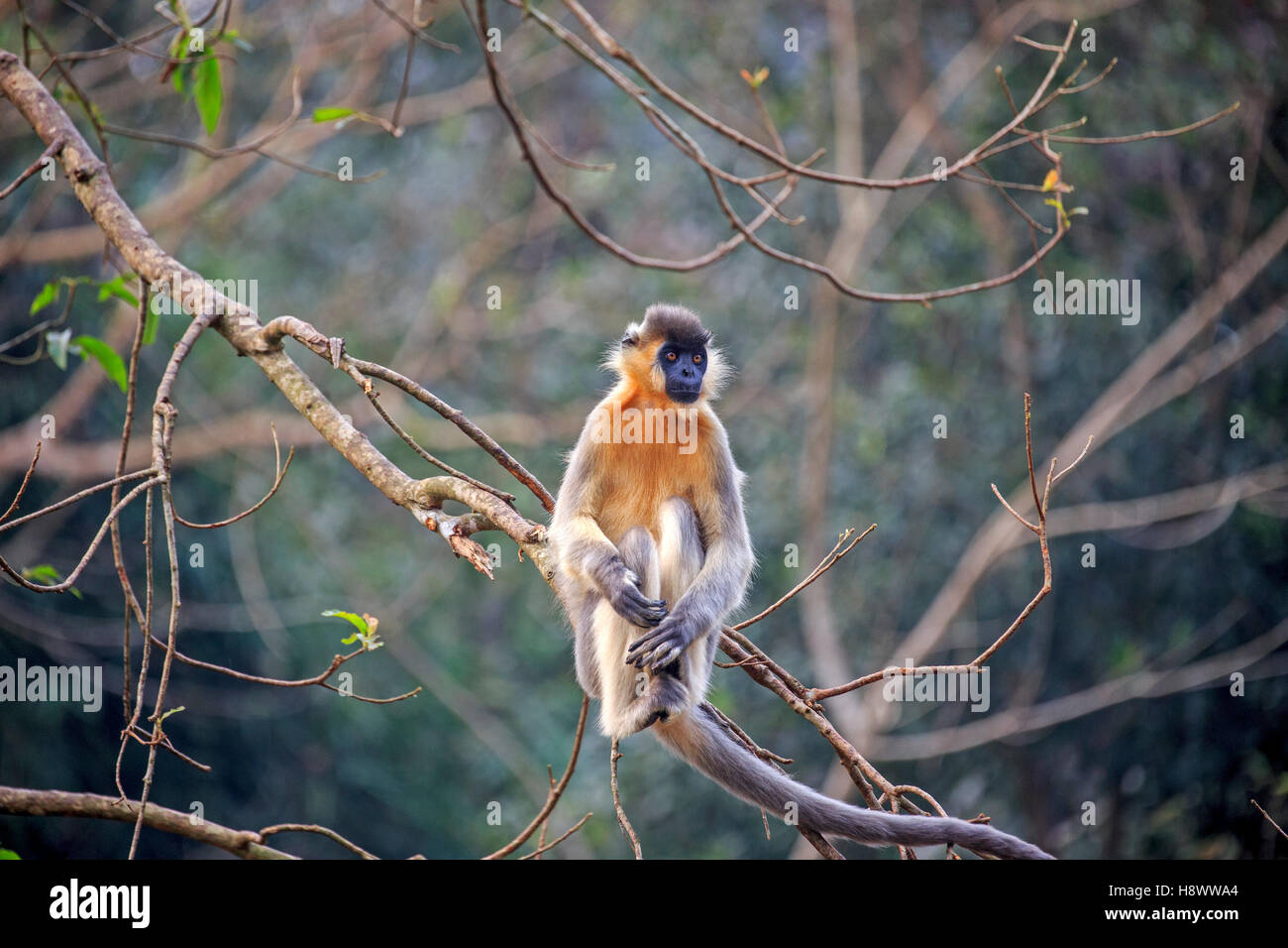 Capped langur (Trachypithecus pileatus) in a tree, Trishna wildlife ...