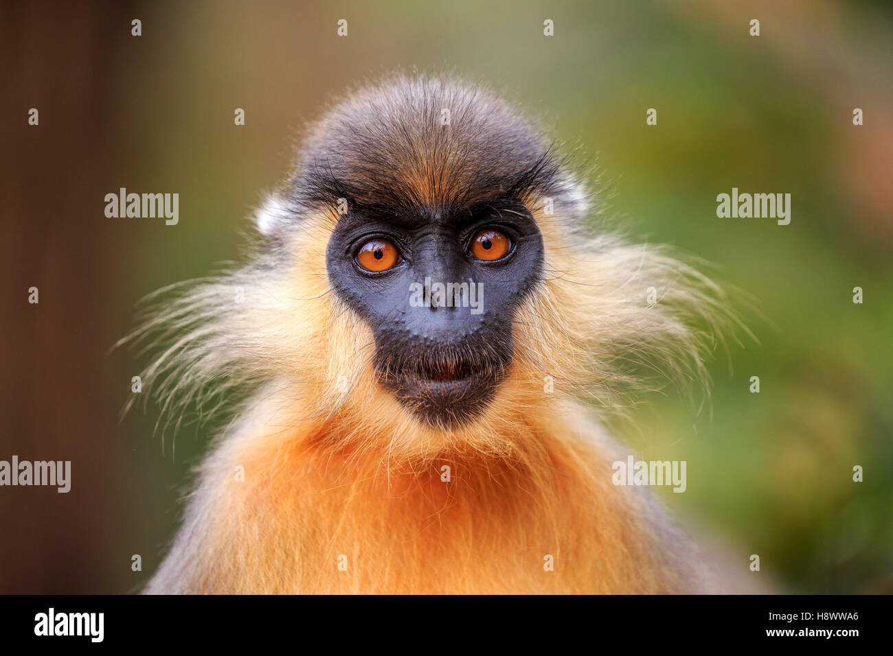 Portrait of Capped langur (Trachypithecus pileatus), Trishna wildlife ...