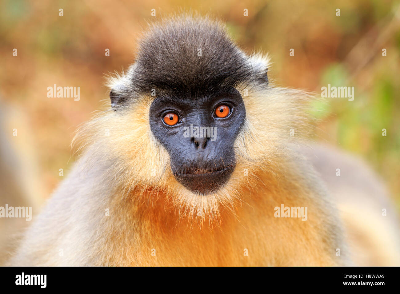 Portrait of Capped langur (Trachypithecus pileatus), Trishna wildlife ...
