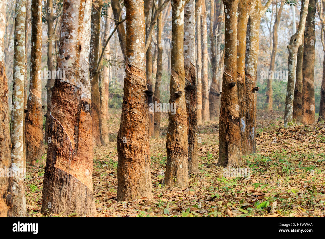 Harvesting latex from rubber trees, Tripura state, India Stock Photo ...