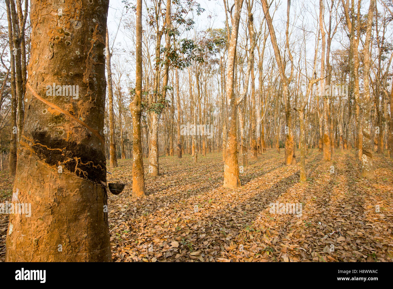 Harvesting latex from rubber trees, Tripura state, India Stock Photo ...