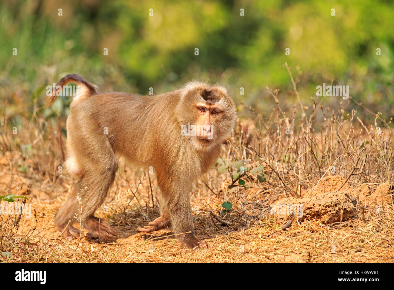 Northern pig-tailed macaque (Macaca leonina) on ground, Trishna ...