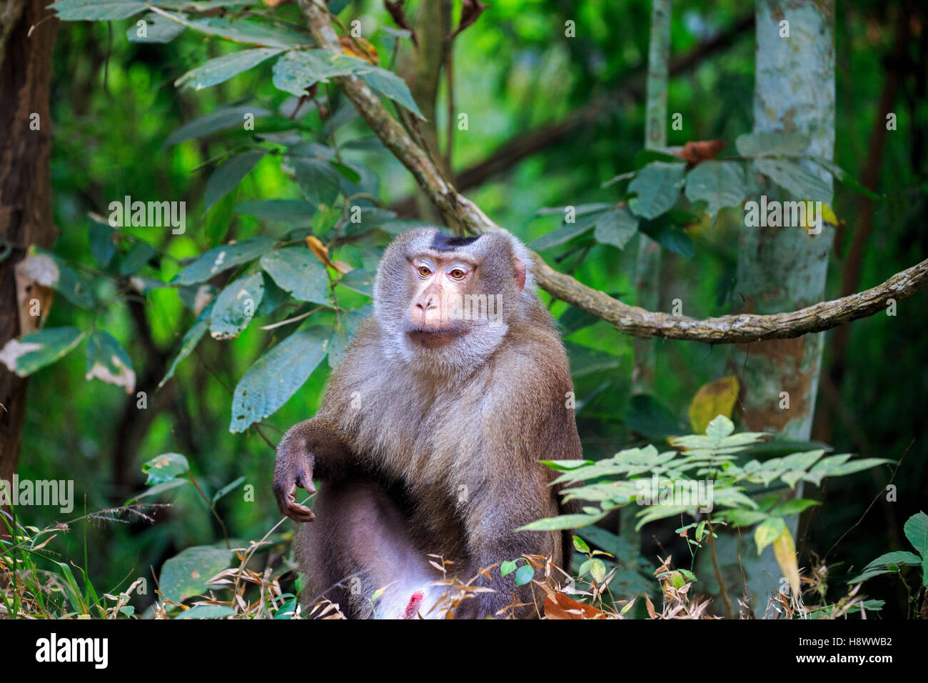Northern pig-tailed macaque (Macaca leonina) on ground, Trishna ...