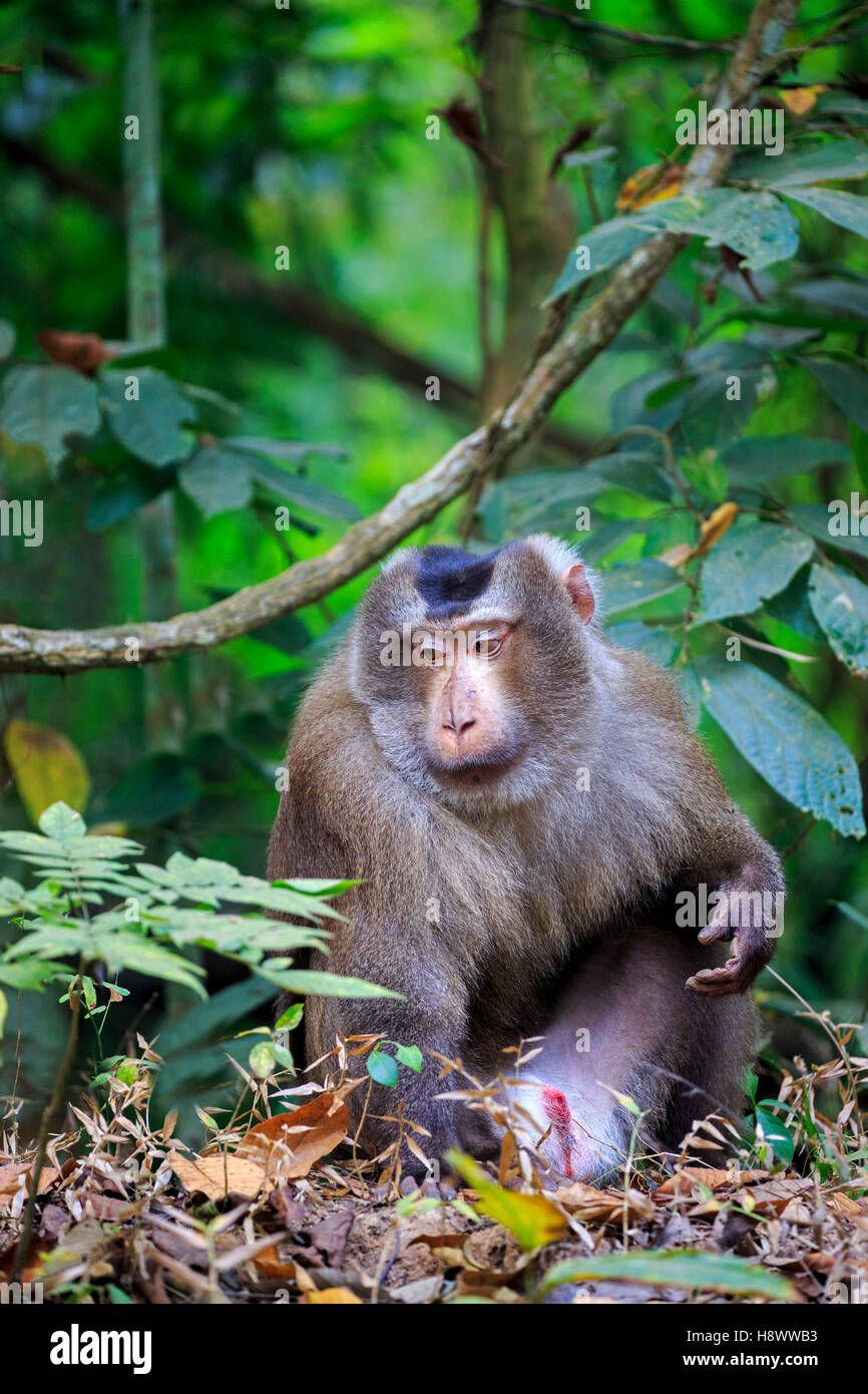 Northern pig-tailed macaque (Macaca leonina) on ground, Trishna ...