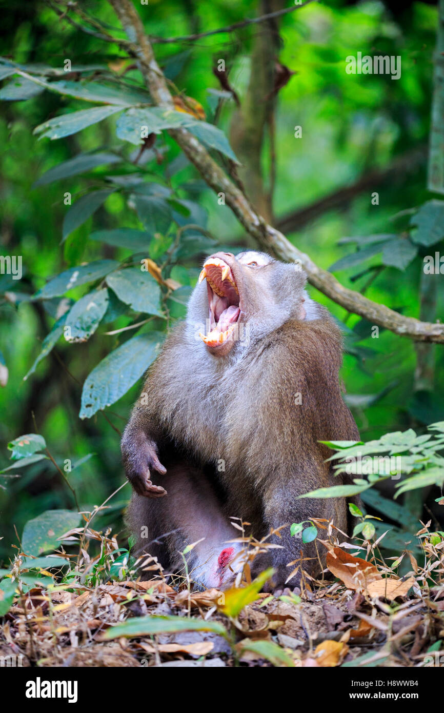 Northern pig-tailed macaque (Macaca leonina) yawning on ground, Trishna ...